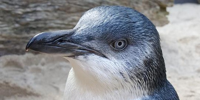 New Zealand's Naughtiest Penguin Has Been Exposed for Stealing and ...