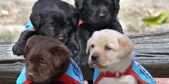 Human’s Best Friend: Assistance Animals Are Helping Those With ...